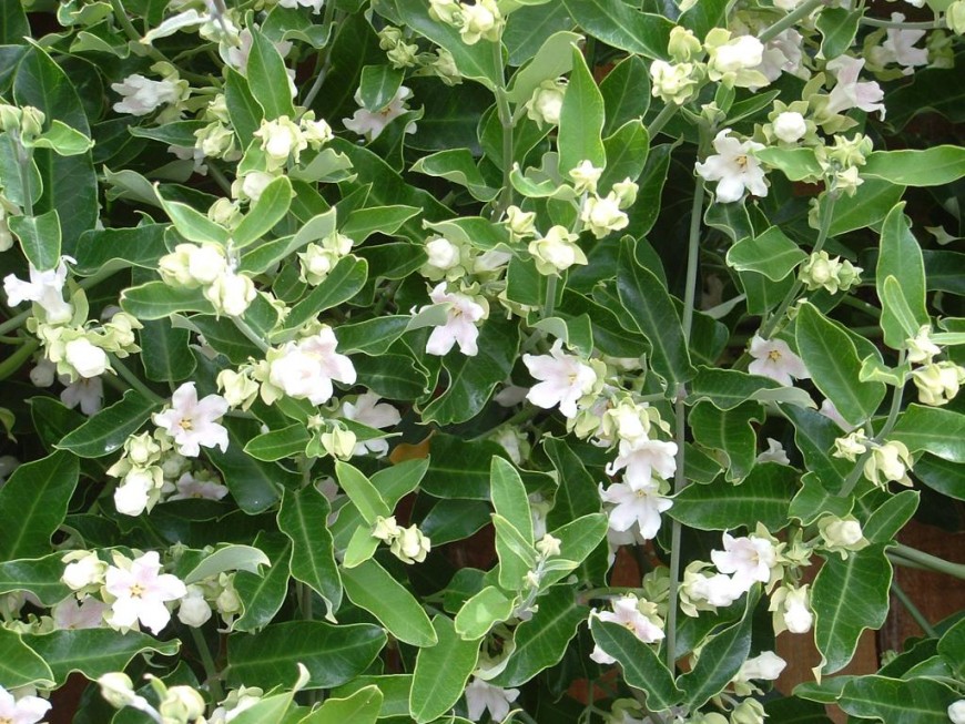 Kawau Common Weed Control – pohutukawatrust